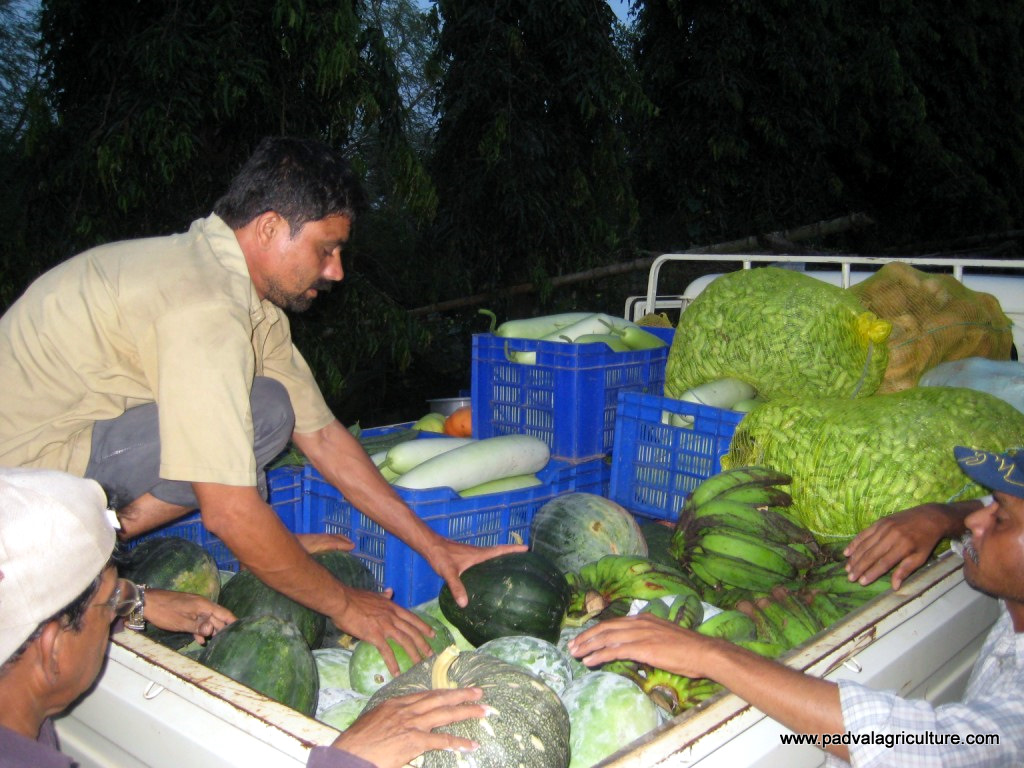 PADVAL AGRICULTURE AND FARM ENTERPRISES: Vegetable Farming